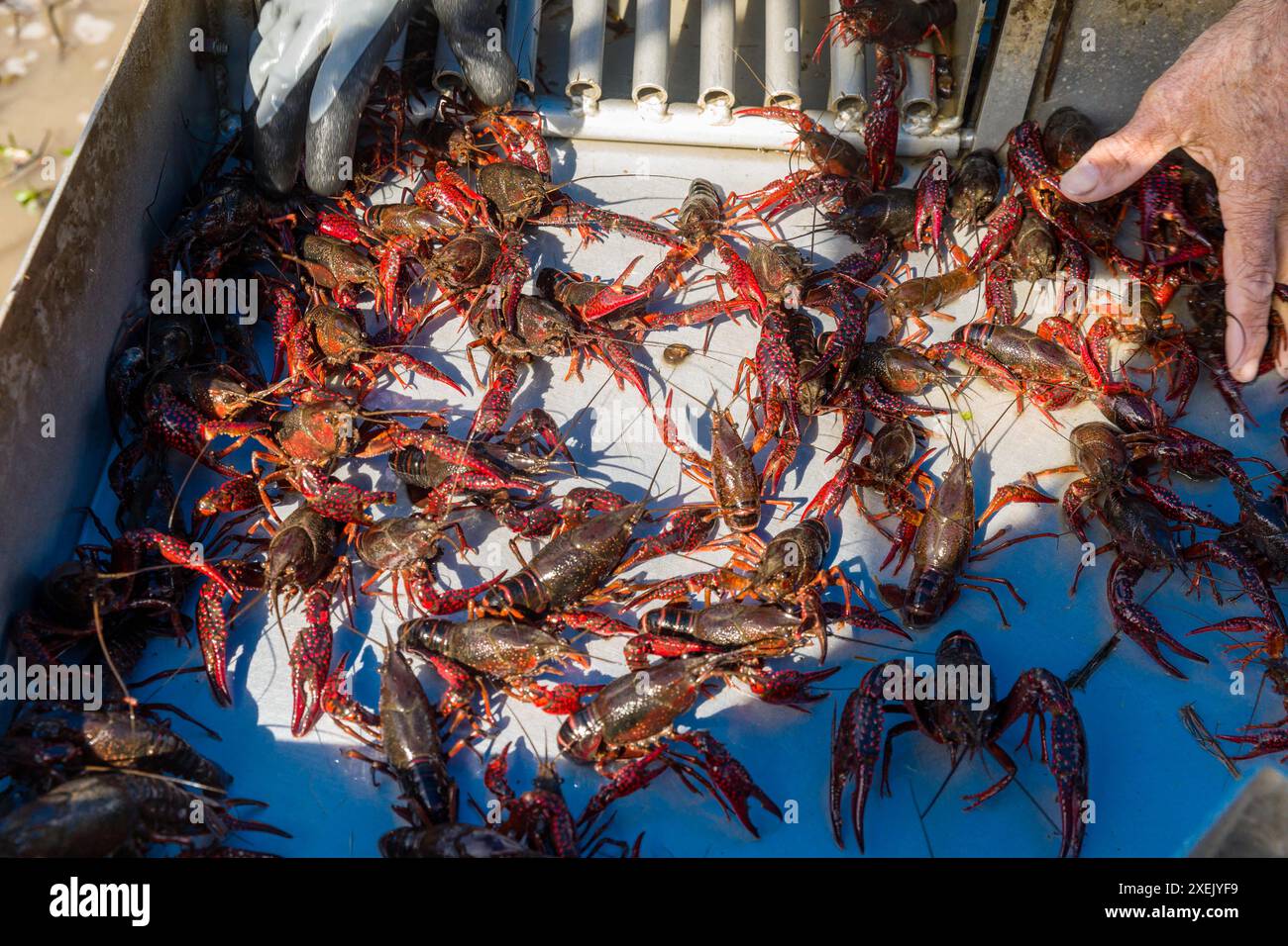 Indian Bayou, United States. 25th Apr, 2024. Fisherman and crawfish ...