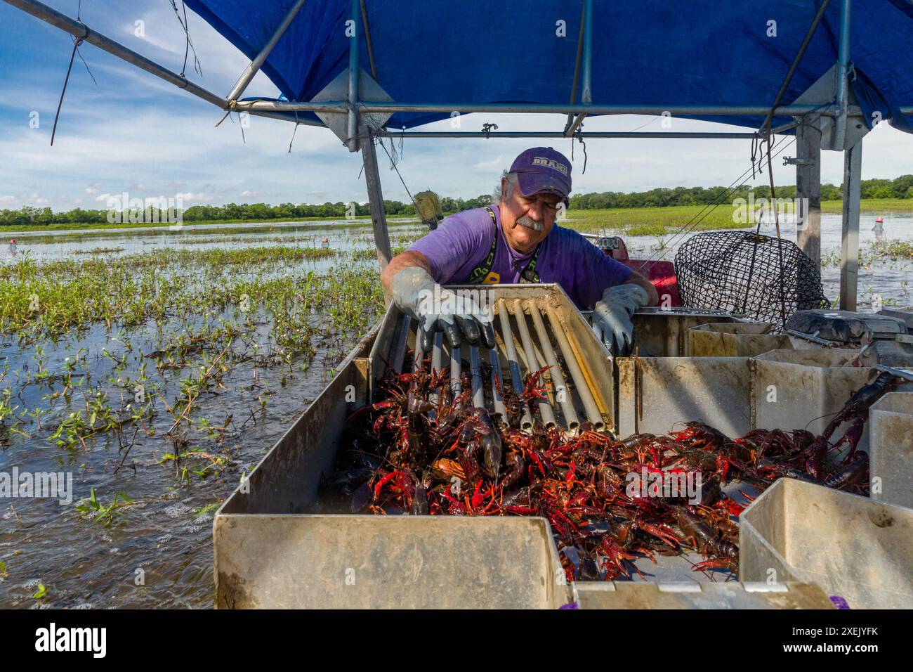 Indian Bayou, United States. 25th Apr, 2024. Fisherman and crawfish ...