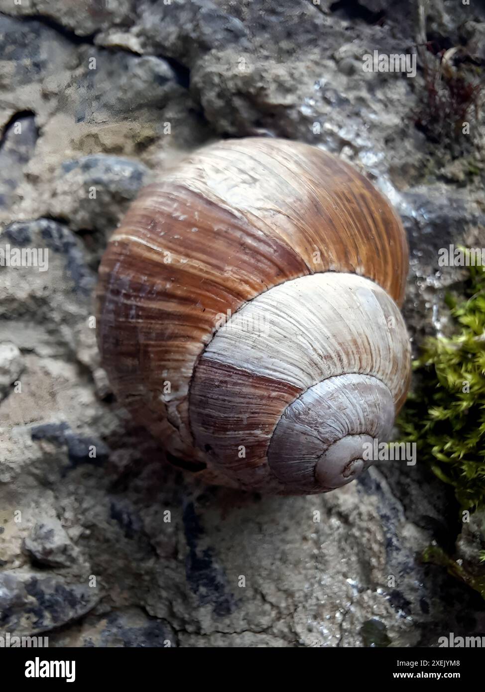 Empty shell without a snail on a stone. Close-up, soft daylight ...