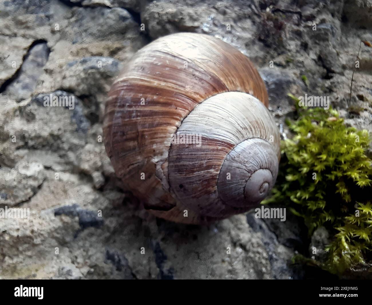 An empty shell without a snail on a stone overgrown with moss. Close-up ...