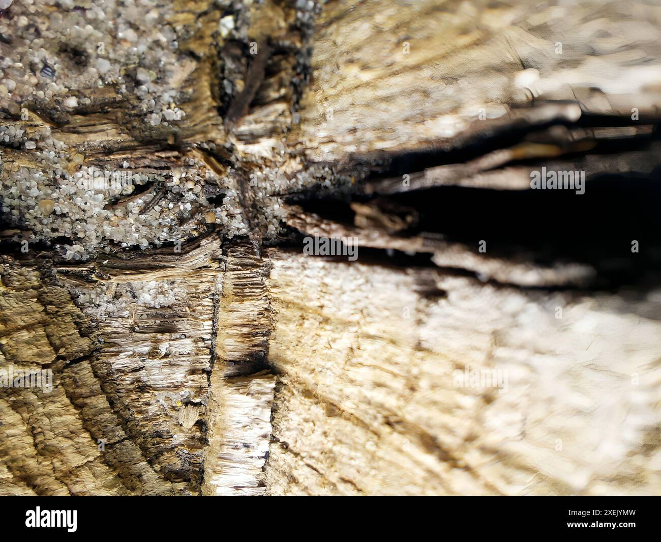 Close-up of wood texture with small pebbles. Old chopped log. Blurred ...