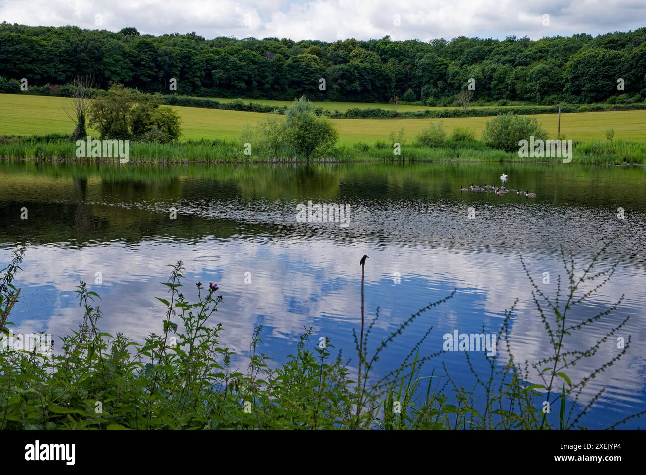 Summer at Sprotbrough Flash Nature Reserve Stock Photo - Alamy