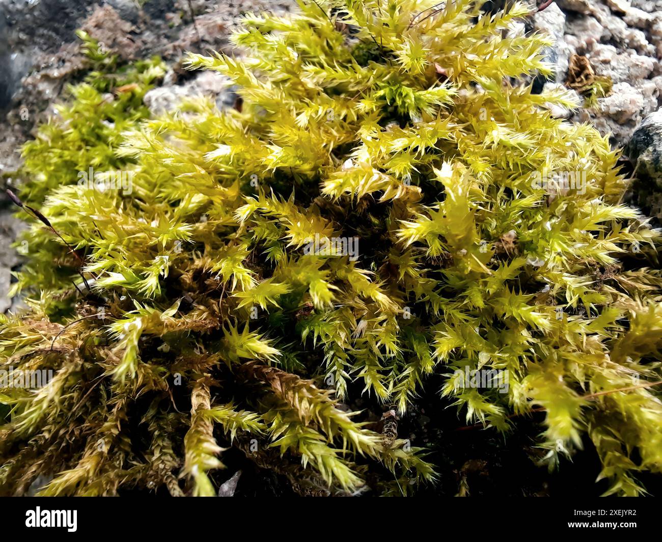 Green moss grass create hi-res stock photography and images - Alamy