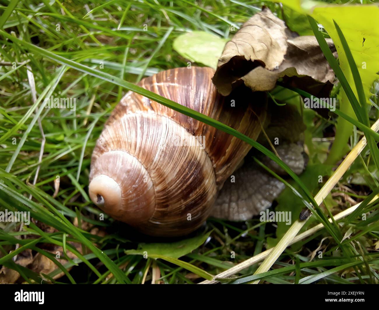 Empty shell without a snail with a dry leaf on top in the green grass ...