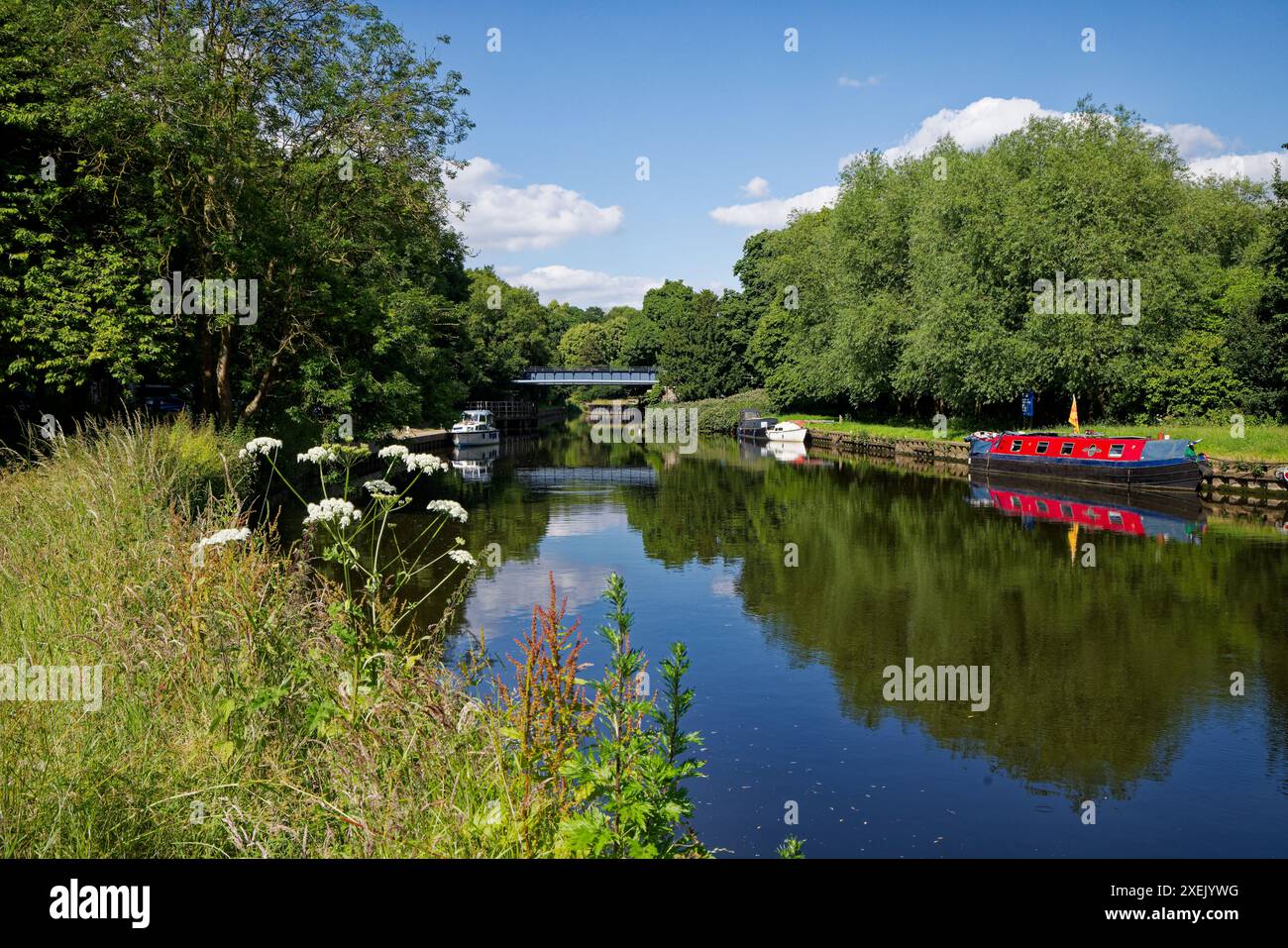 Summer afternoon by the River Don, Low Sprotbrough Stock Photo - Alamy