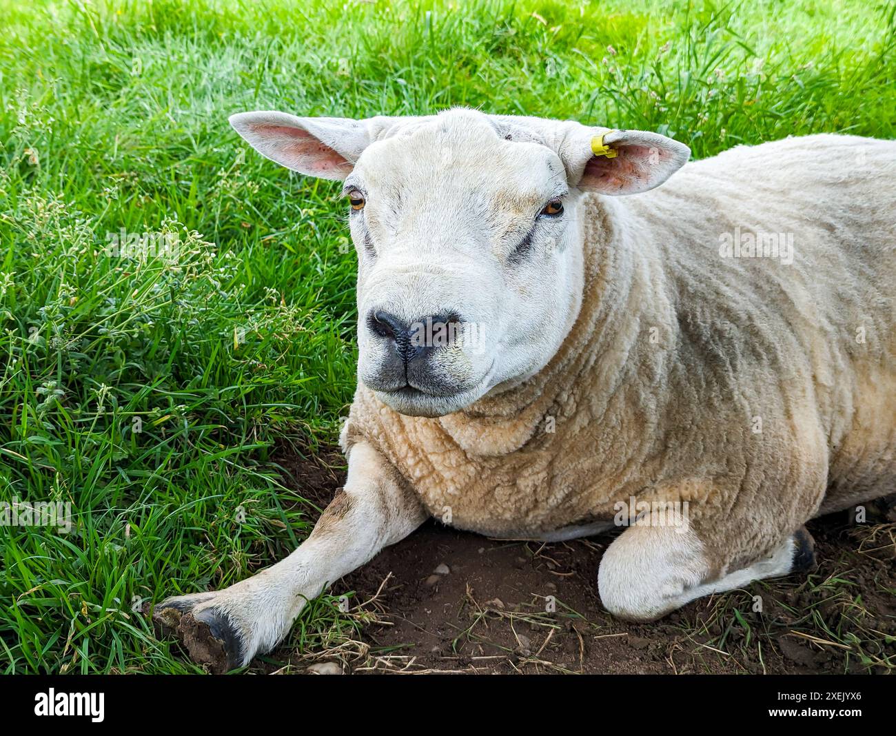 close up portrait of a working ram, lying down on a patch of earth ...