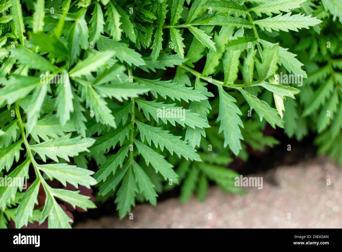 A detailed view of a plant with lush green leaves in focus, terrestrial ...
