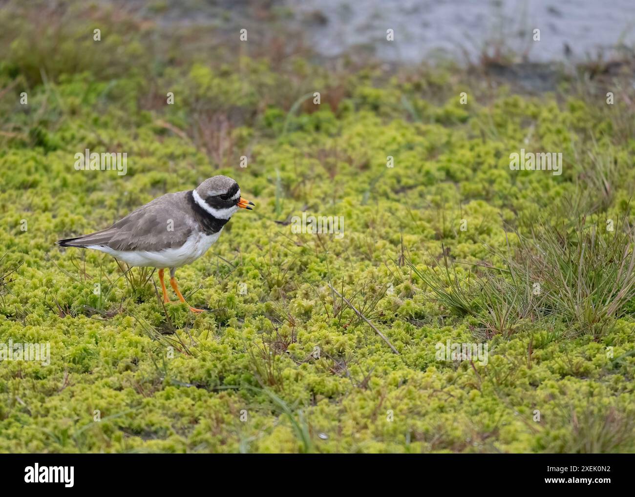 Ringed Plover (Charadrius hiaticula) on small inland lochan, Bigton ...