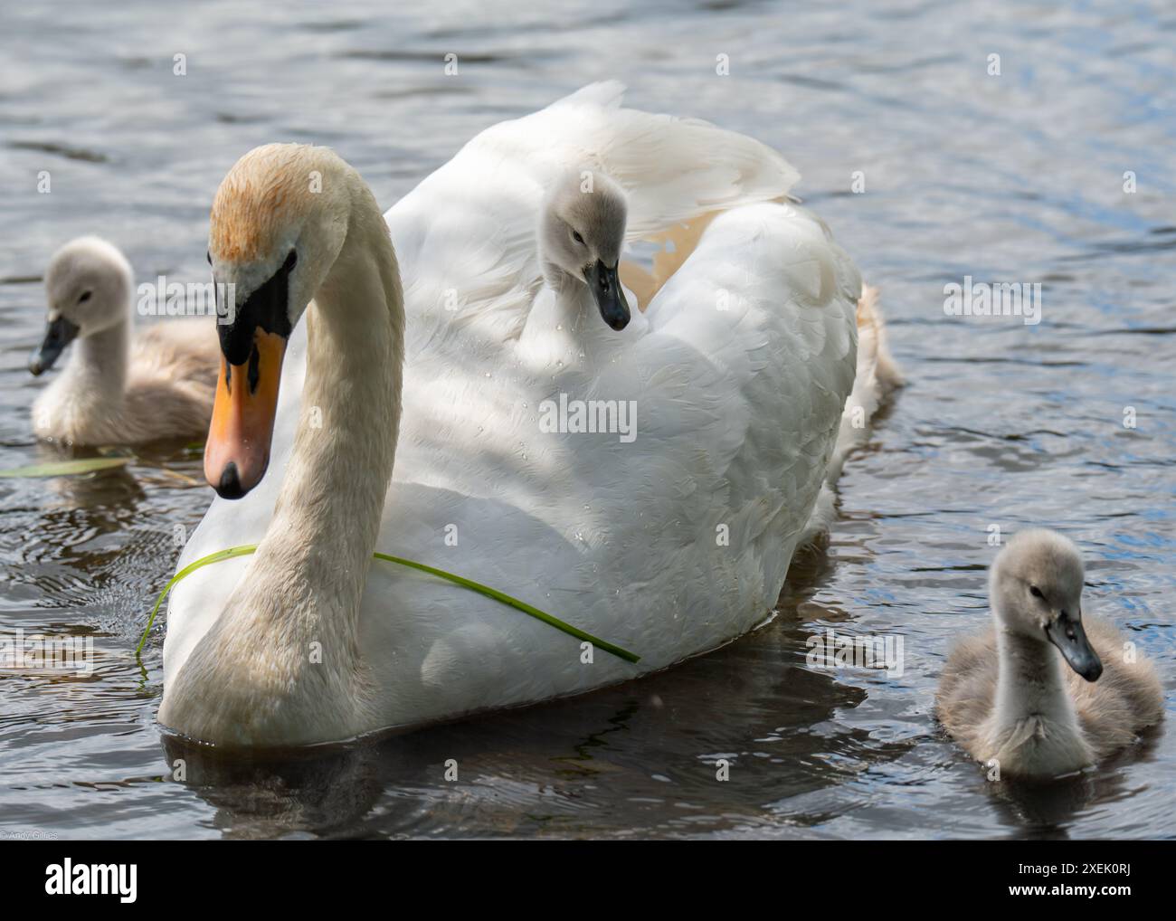 Hitching lift hi-res stock photography and images - Alamy