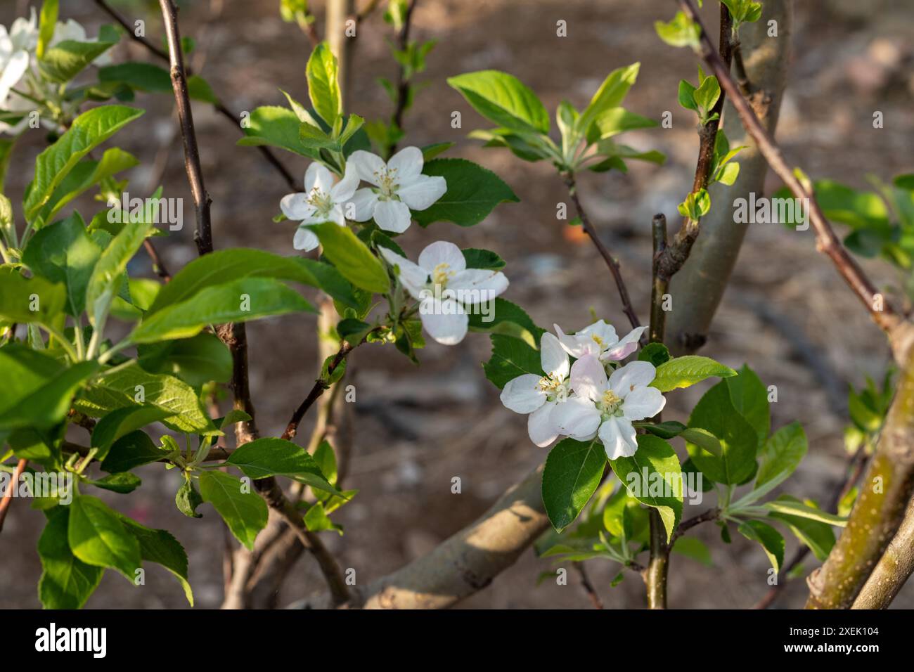 Lush blooming apple tree hi-res stock photography and images - Alamy