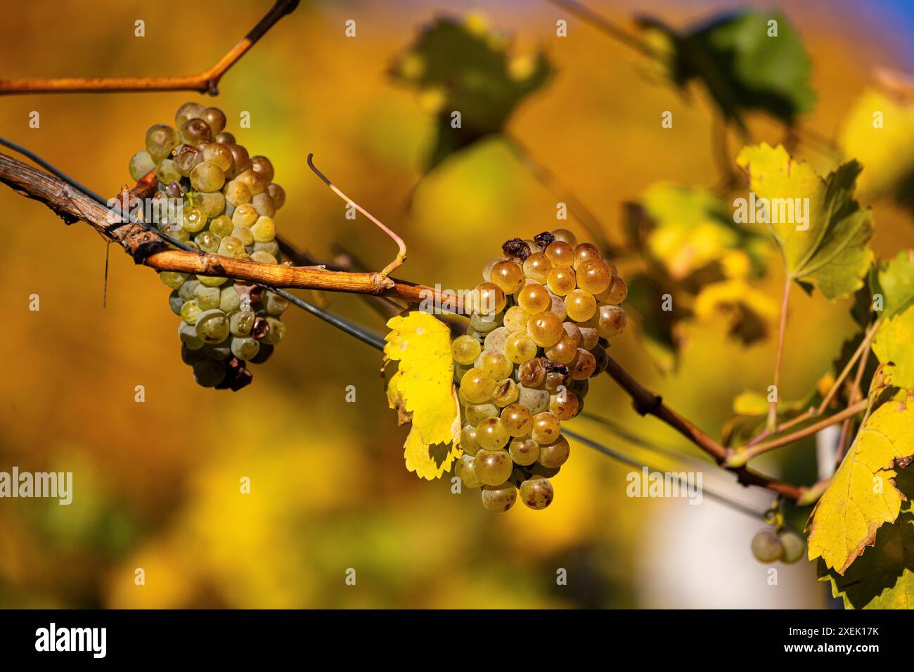 Wine-growing grapes in warm autumn sun light before cropping Stock ...
