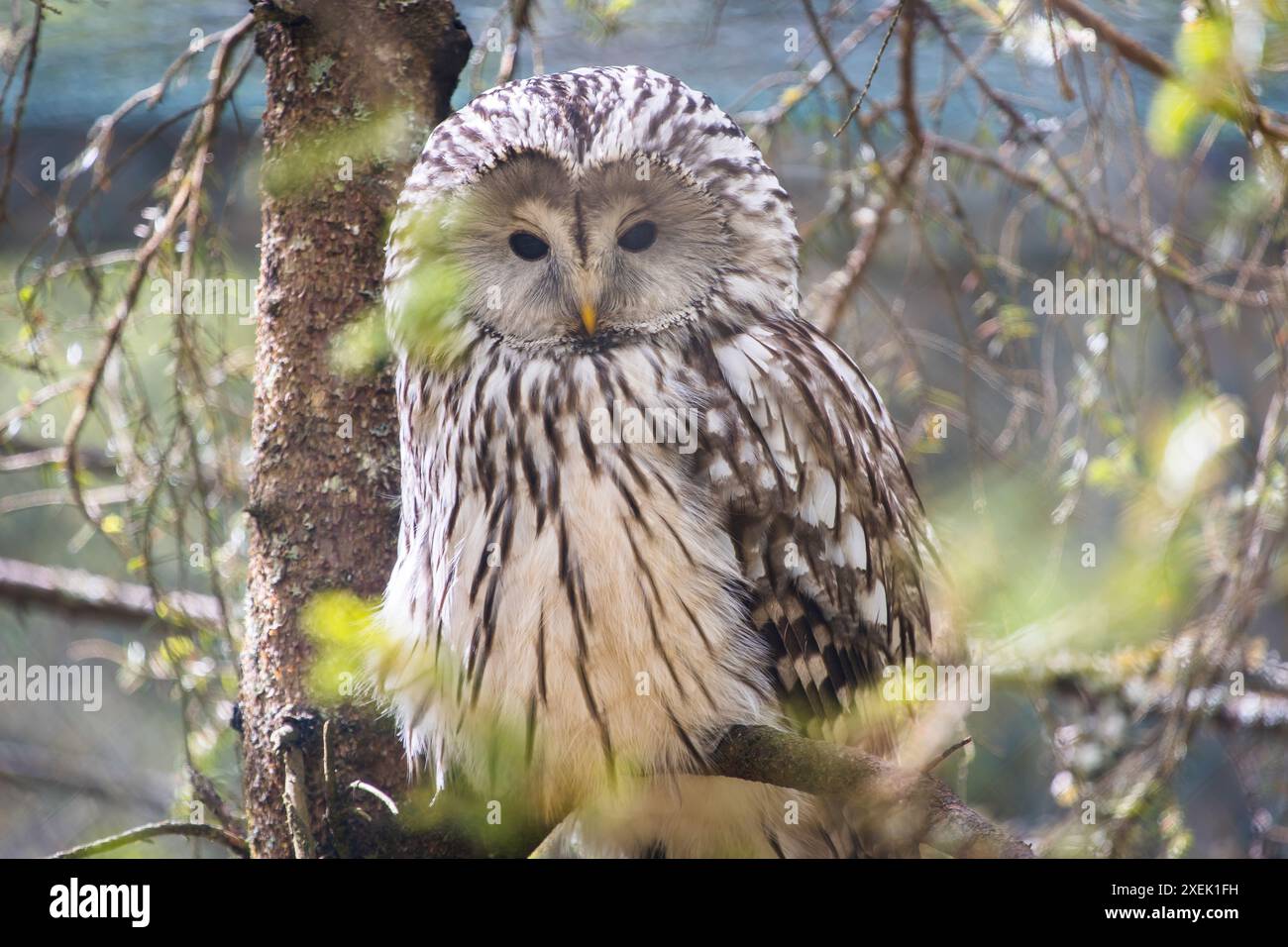 Hiding behind tree animal hi-res stock photography and images - Alamy