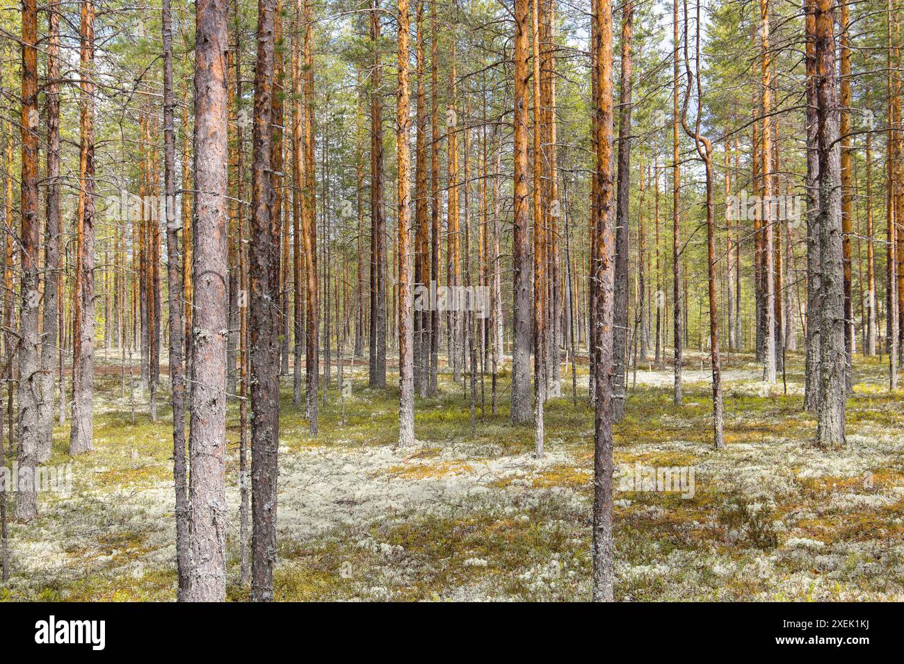 Beautiful healthy forest in Rokua Nationalpark in Finland Stock Photo ...