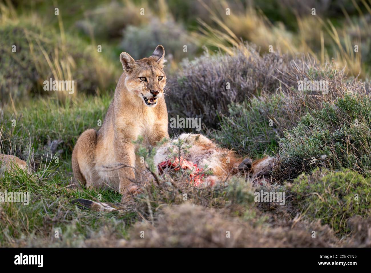 Puma eating guanaco hi-res stock photography and images - Alamy