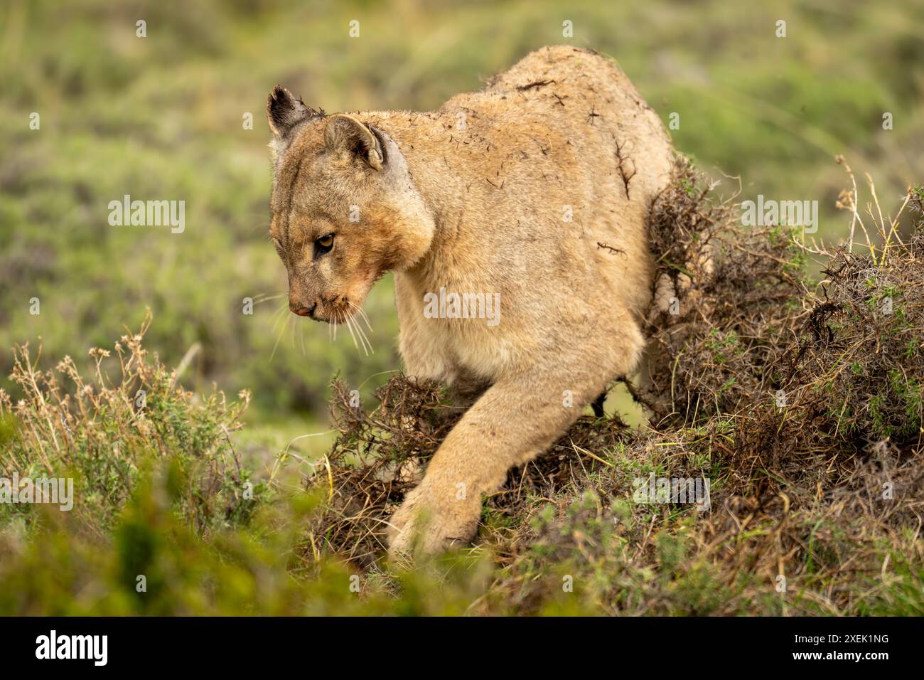 Puma kill guanaco hi-res stock photography and images - Alamy