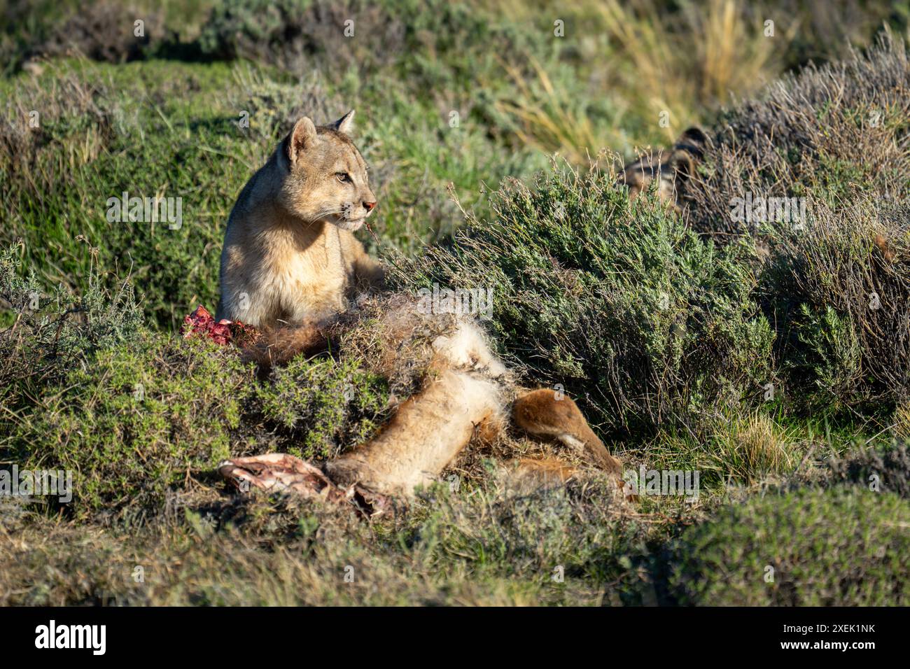 Seated cat beside hi-res stock photography and images - Alamy