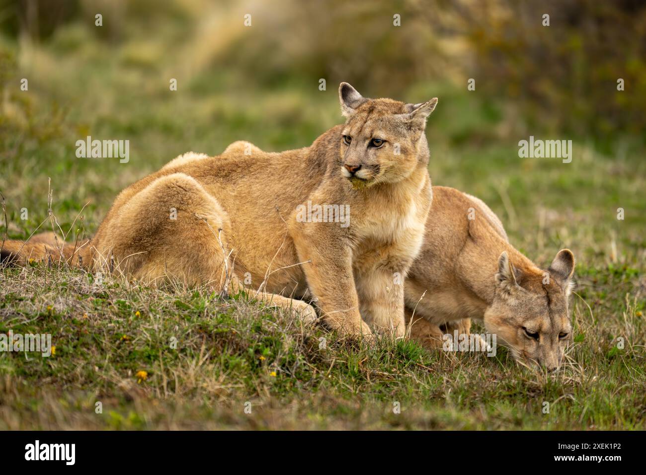 Puma sits by another drinking from puddle Stock Photo - Alamy