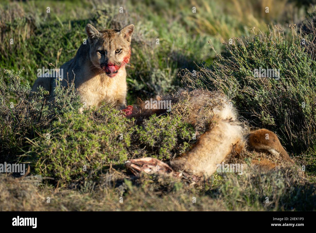 Puma eating guanaco hi-res stock photography and images - Alamy