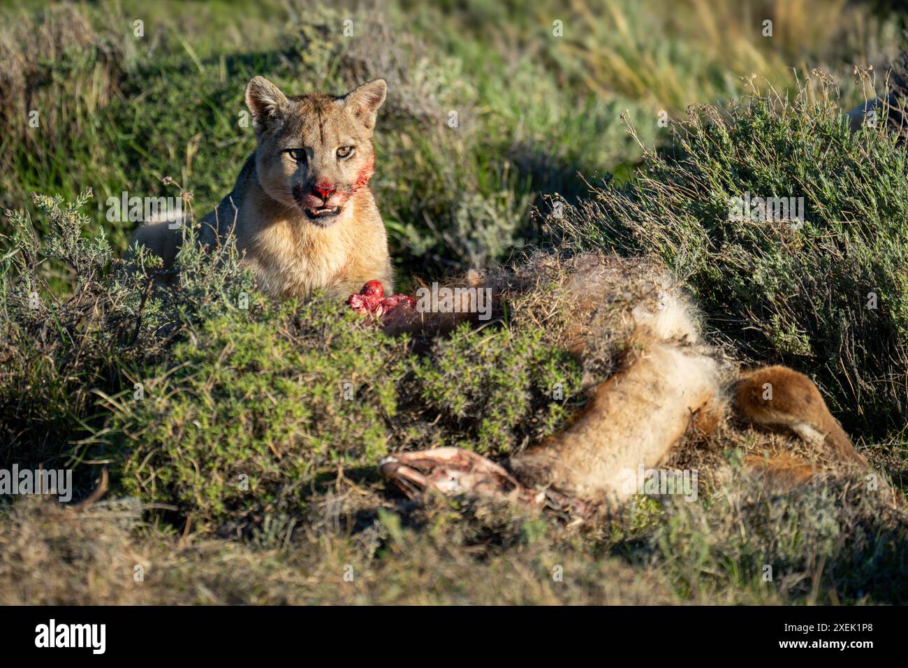 Puma eating guanaco hi-res stock photography and images - Alamy