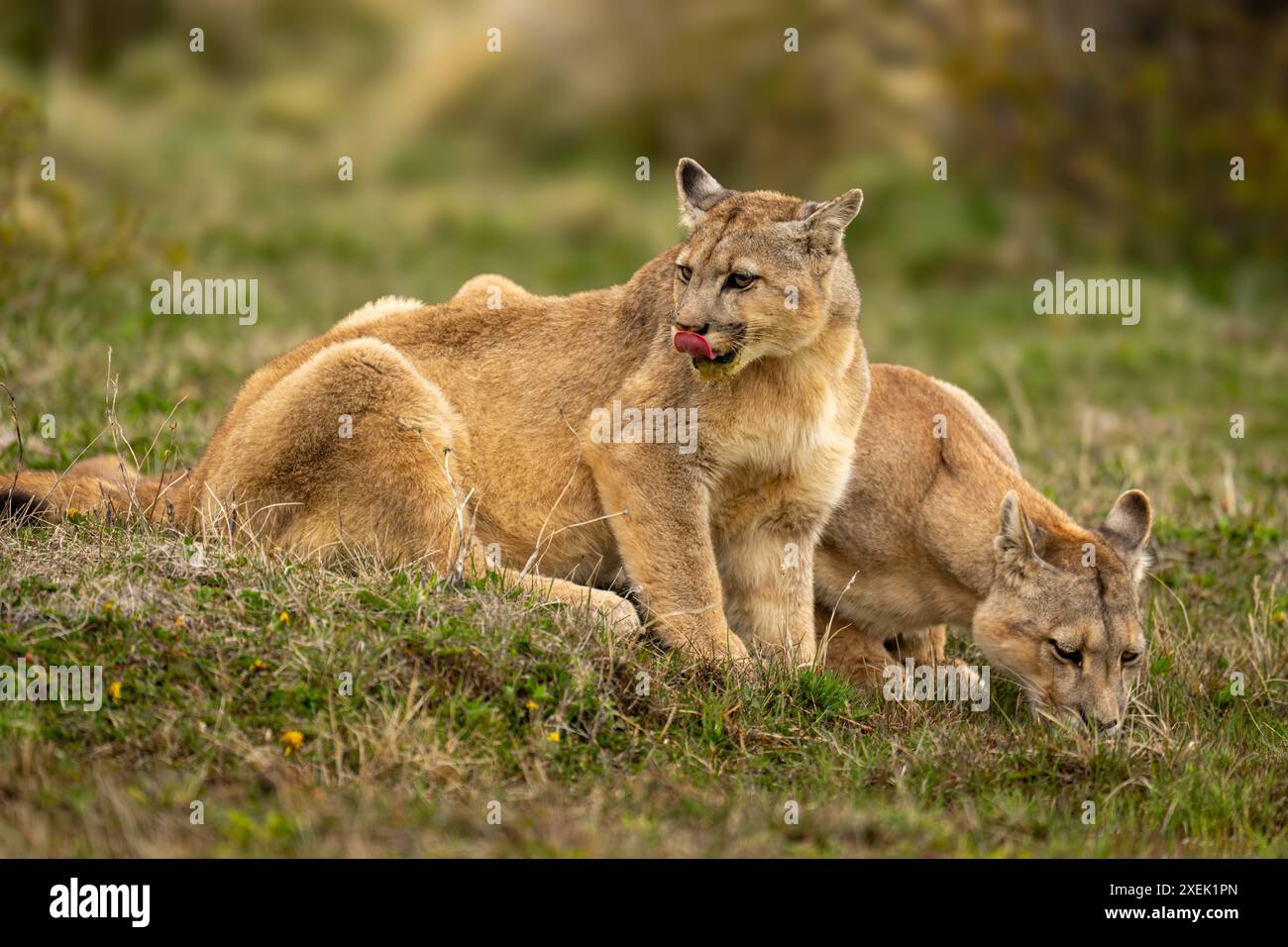 Puma sitting down hi-res stock photography and images - Alamy