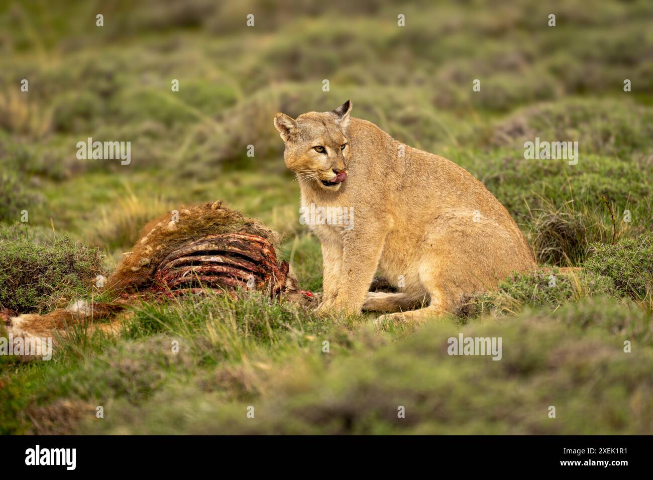 Puma eating guanaco hi-res stock photography and images - Alamy