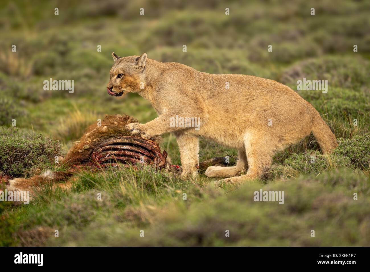 Seated puma hi-res stock photography and images - Alamy