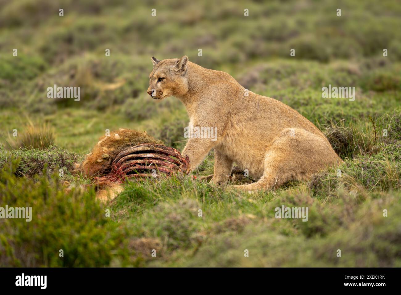 Lowering head hi-res stock photography and images - Alamy