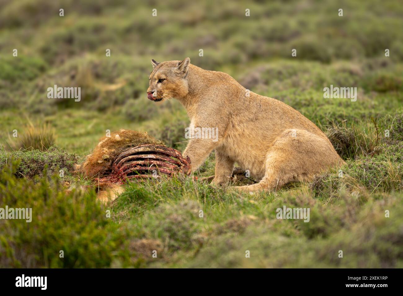 Puma eating guanaco hi-res stock photography and images - Alamy