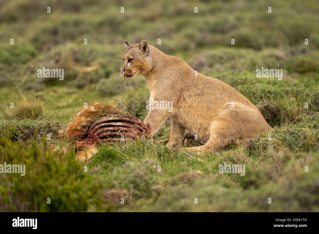 Puma eating guanaco hi-res stock photography and images - Alamy