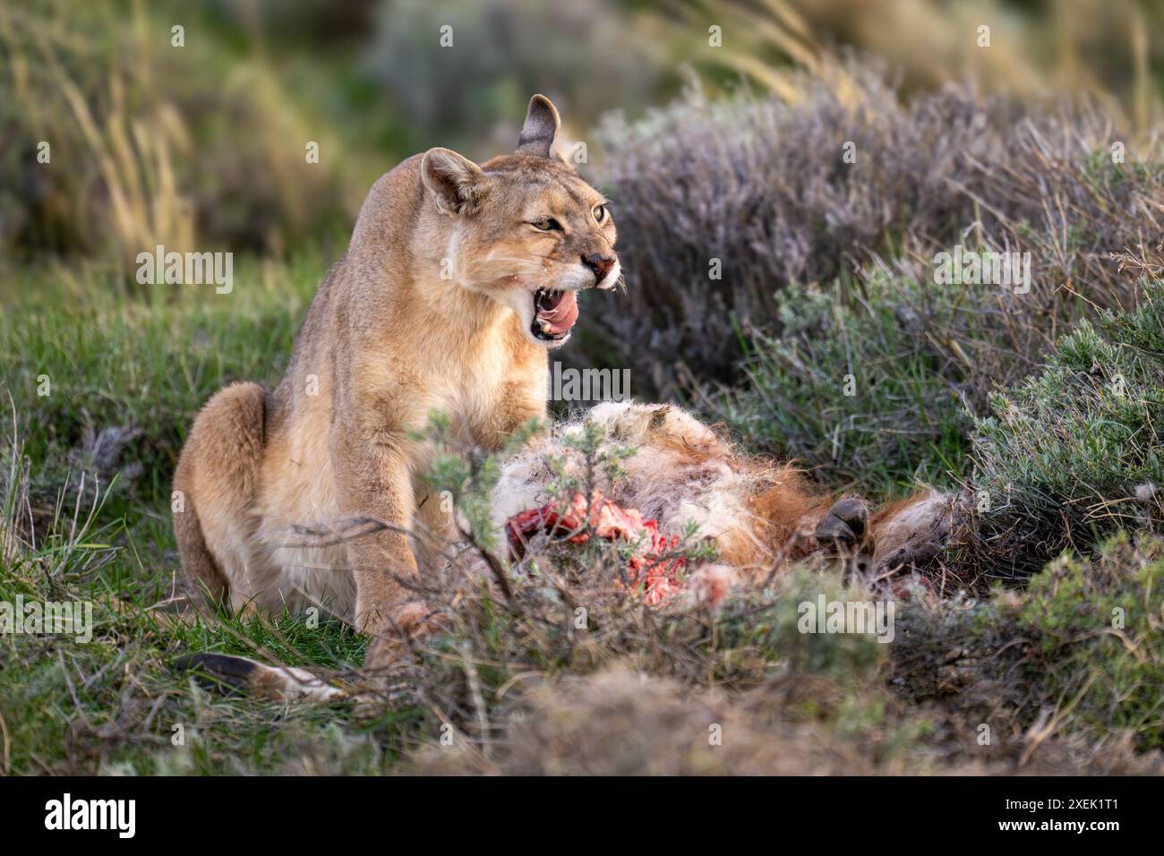 Mountain lion puma concolor yawning hi-res stock photography and images ...