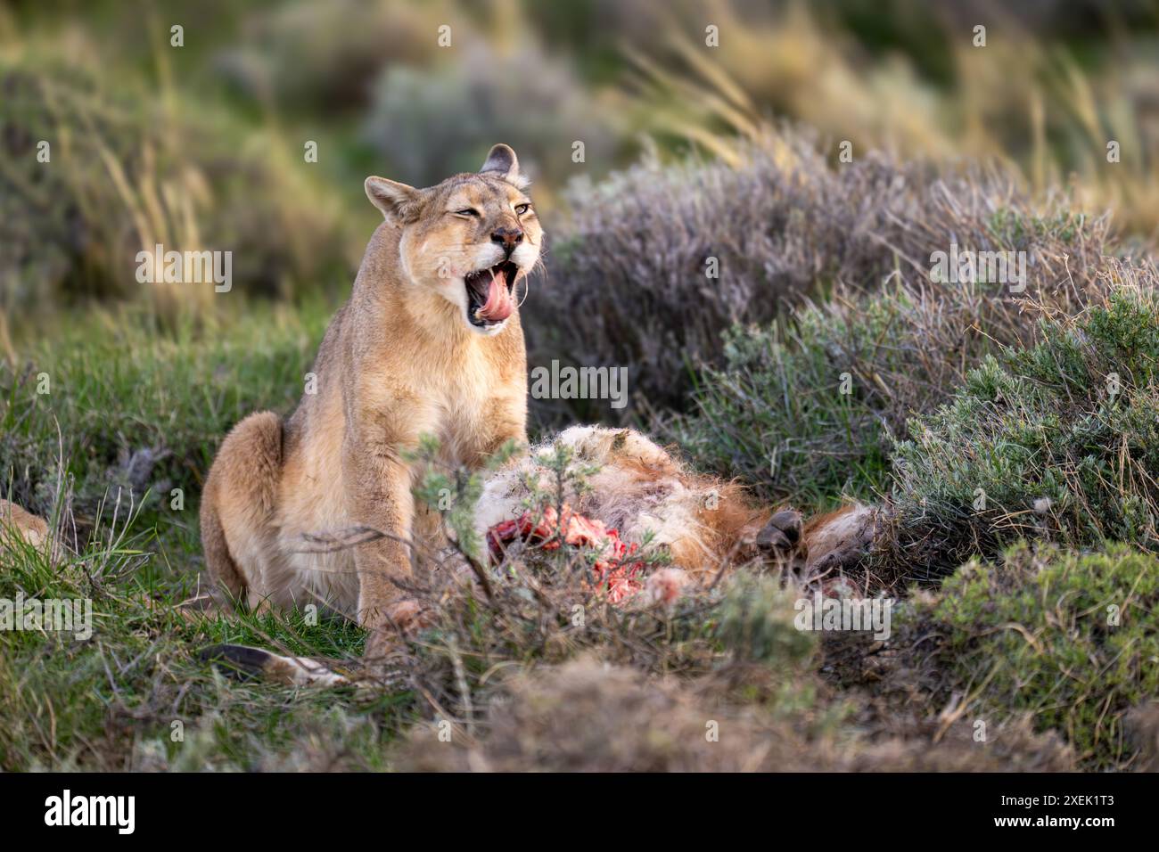 Yawning mountain lion hi-res stock photography and images - Alamy