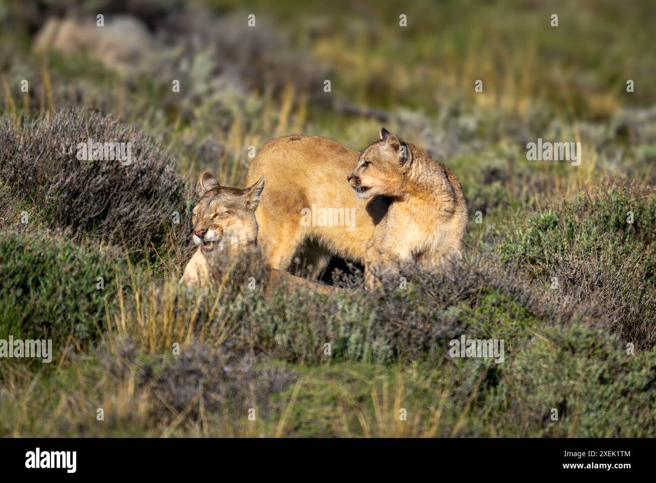 Puma yawning hi-res stock photography and images - Alamy