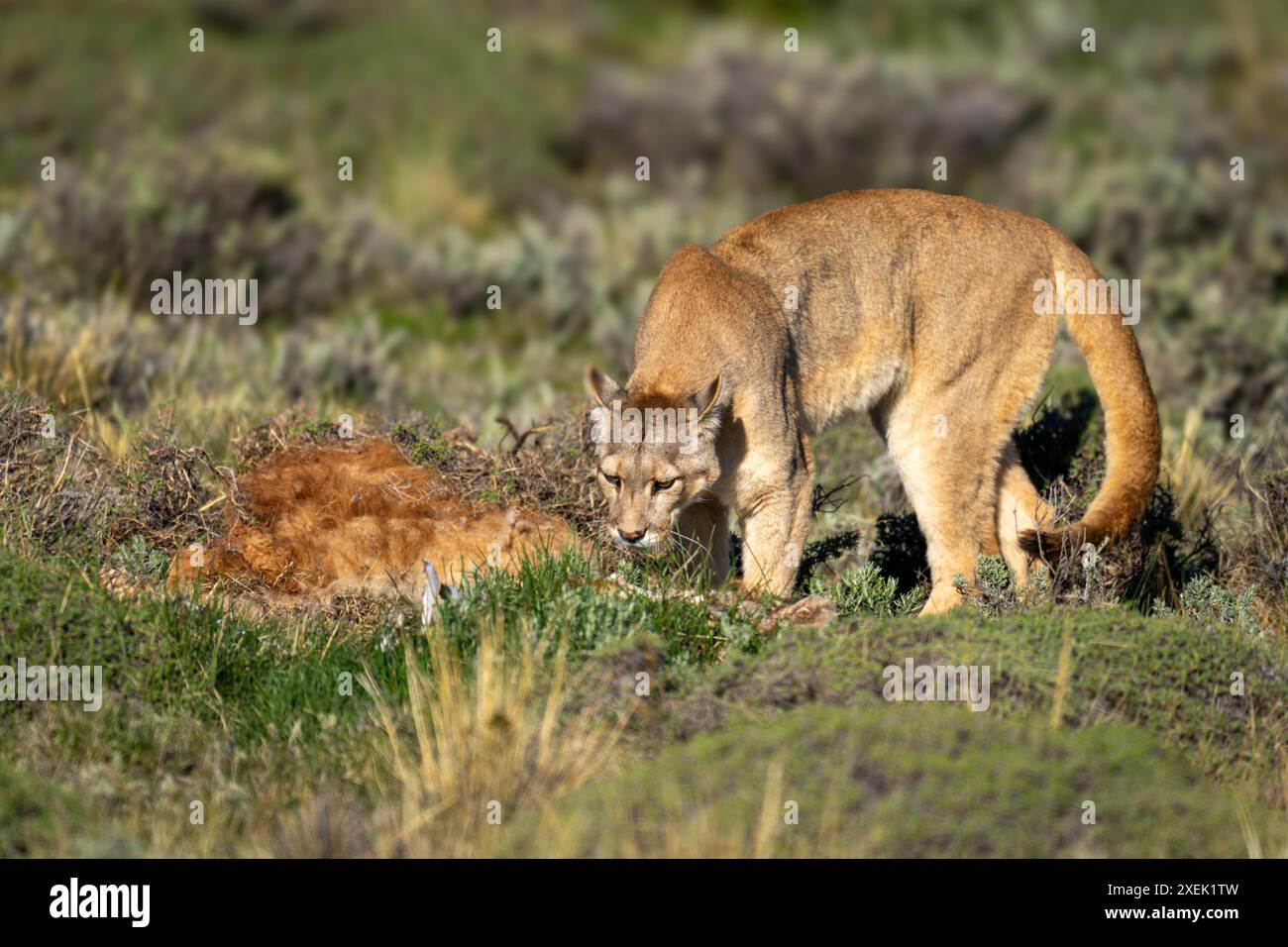 Puma eating guanaco hi-res stock photography and images - Alamy