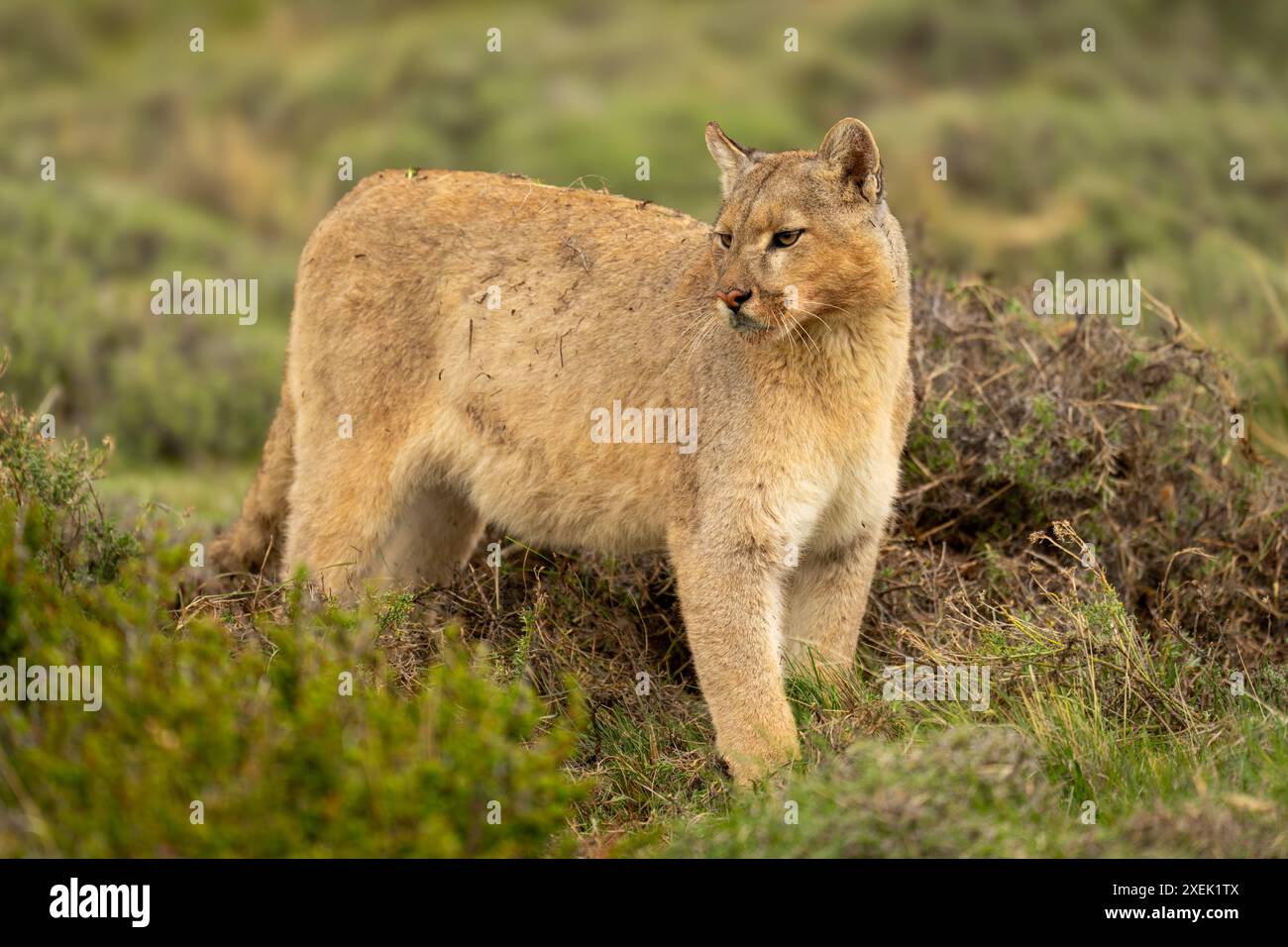 Wild puma feeding hi-res stock photography and images - Alamy