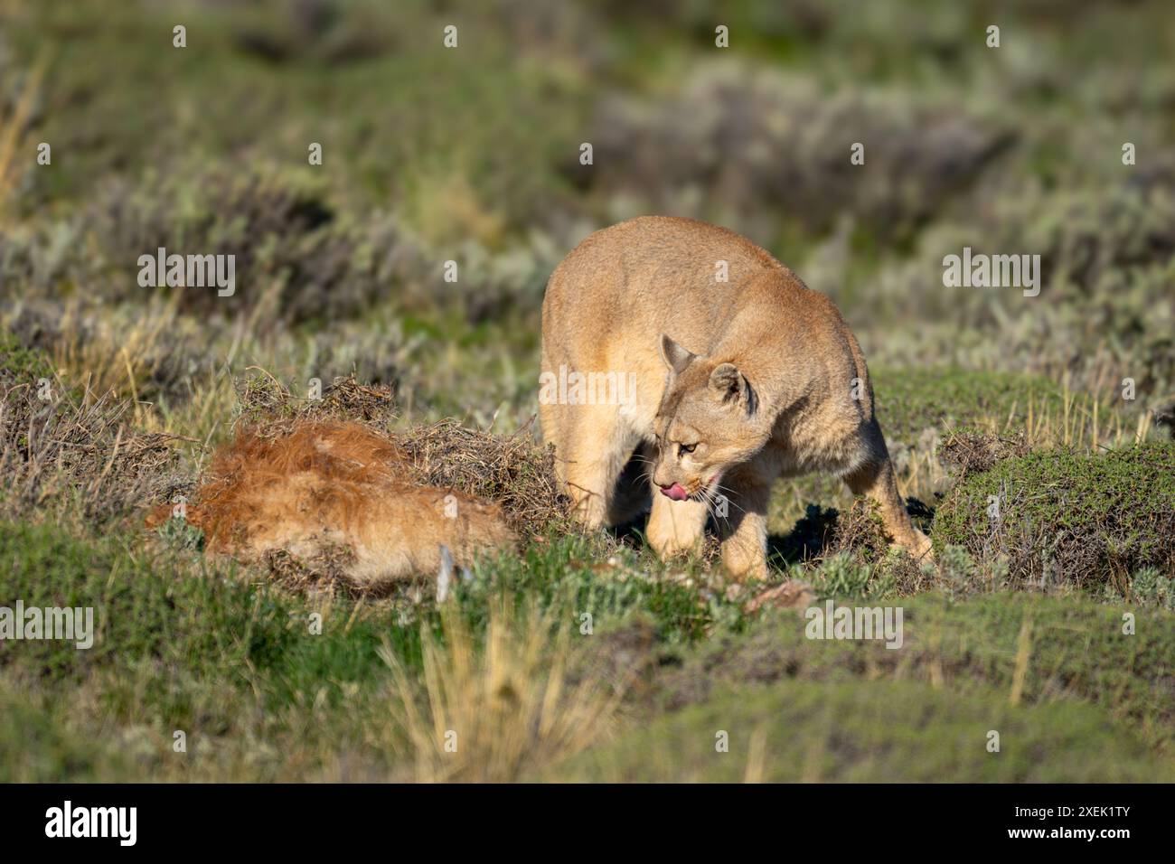 Puma stands hi-res stock photography and images - Alamy