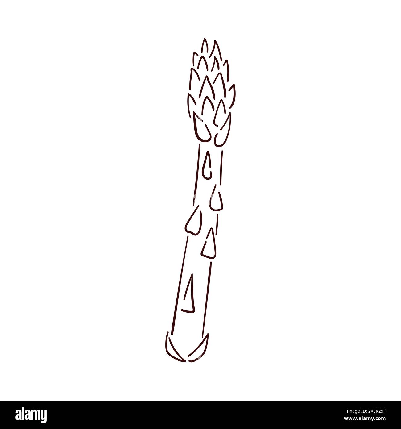 Asparagus sprout icon in line art style. Sparrow grass. Vector ...