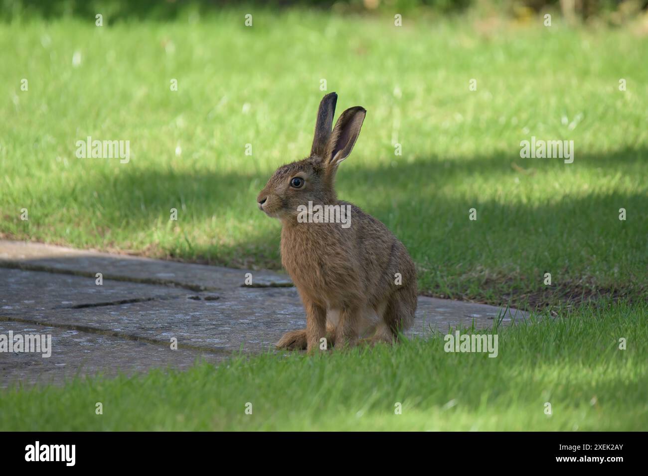 A Wild Brown Hare, Lepus europaeus, taking a break and sitting on flag ...