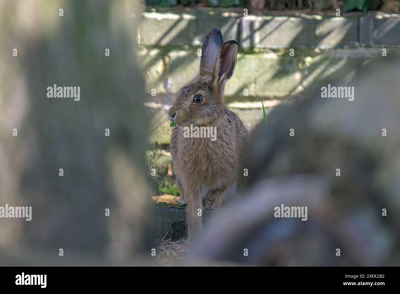 A Wild Brown Hare, Lepus europaeus, eating garden plants sheltering ...
