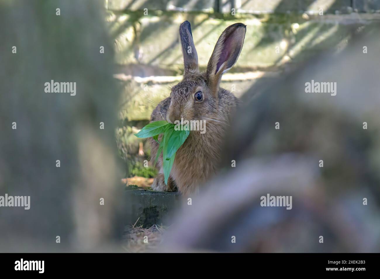 Kiss the hares foot hi-res stock photography and images - Alamy
