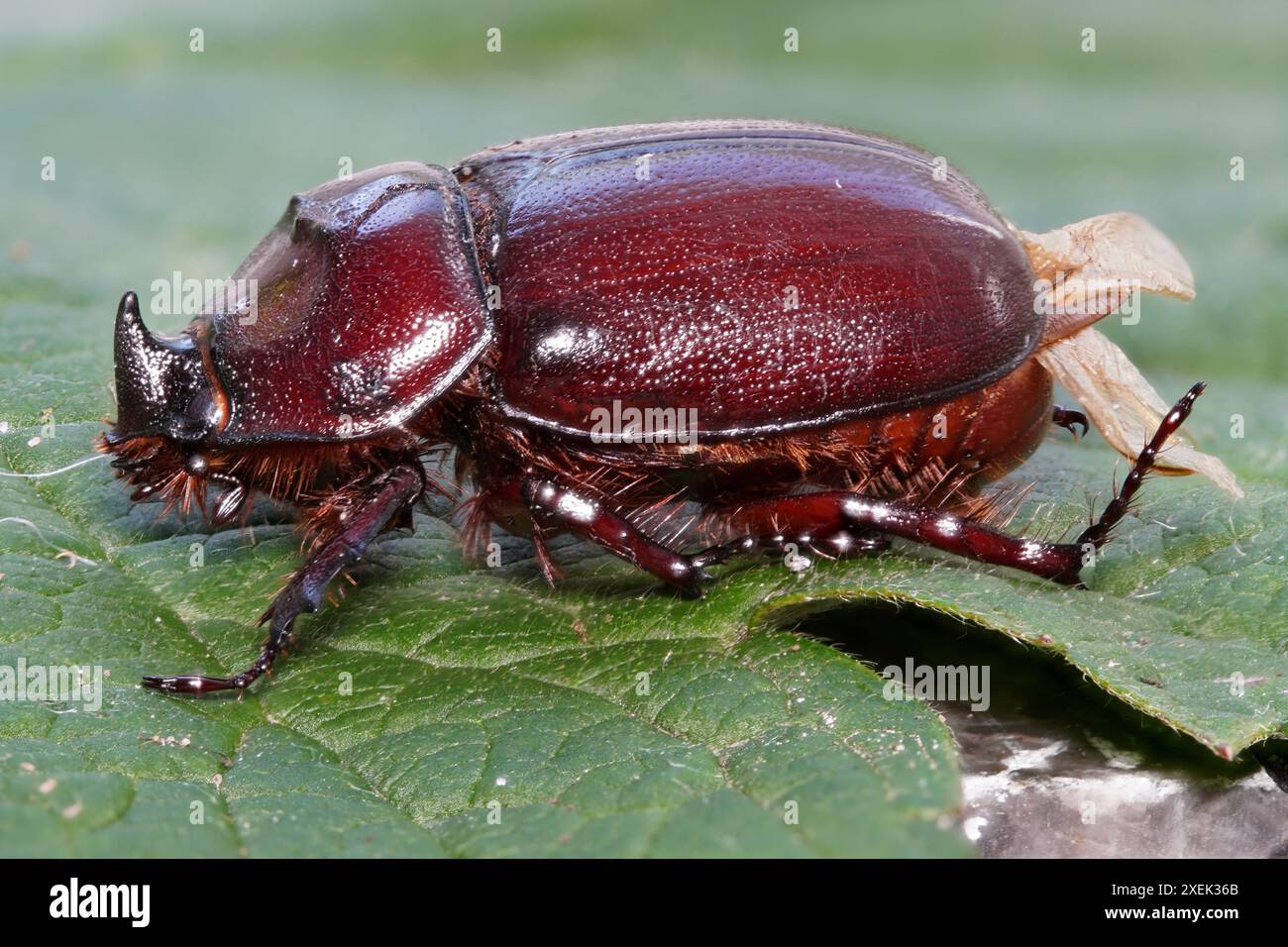 Beetle and a cat hi-res stock photography and images - Alamy