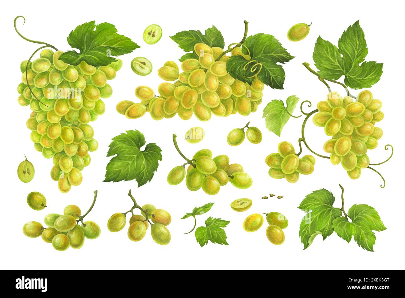 Set of watercolor grape berries, bunches of different sizes and leaves ...