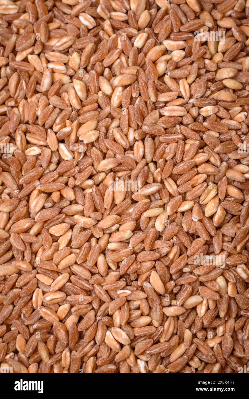 Large grains of wheat porridge are brown in color when raw Stock Photo ...