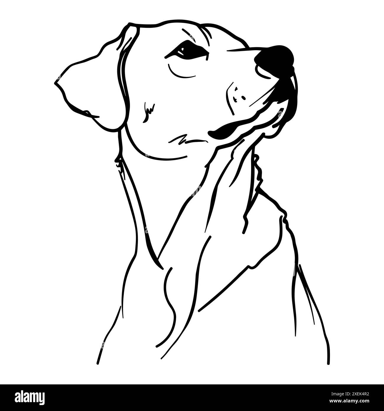 Outline portrait of labrador. Hand drawn dog vector illustration in ...