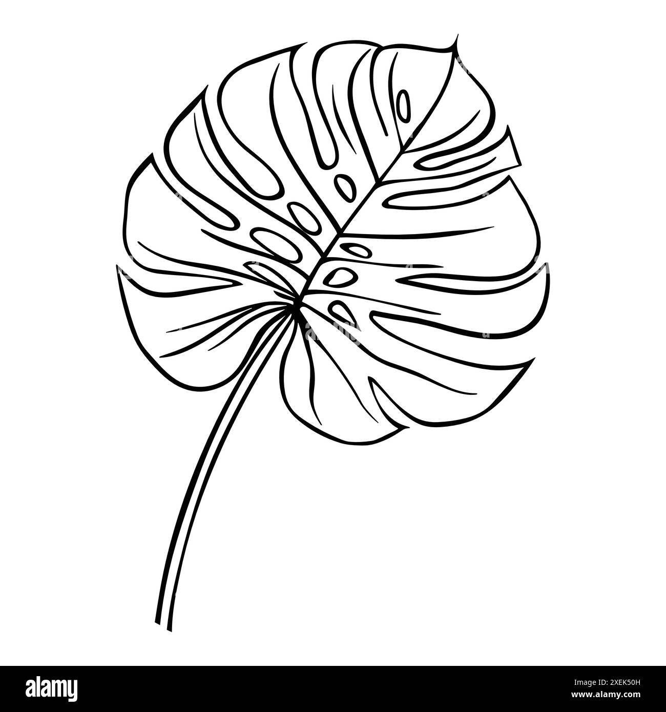 Outline monstera leaf. Hand drawn sketch black and white tropical ...