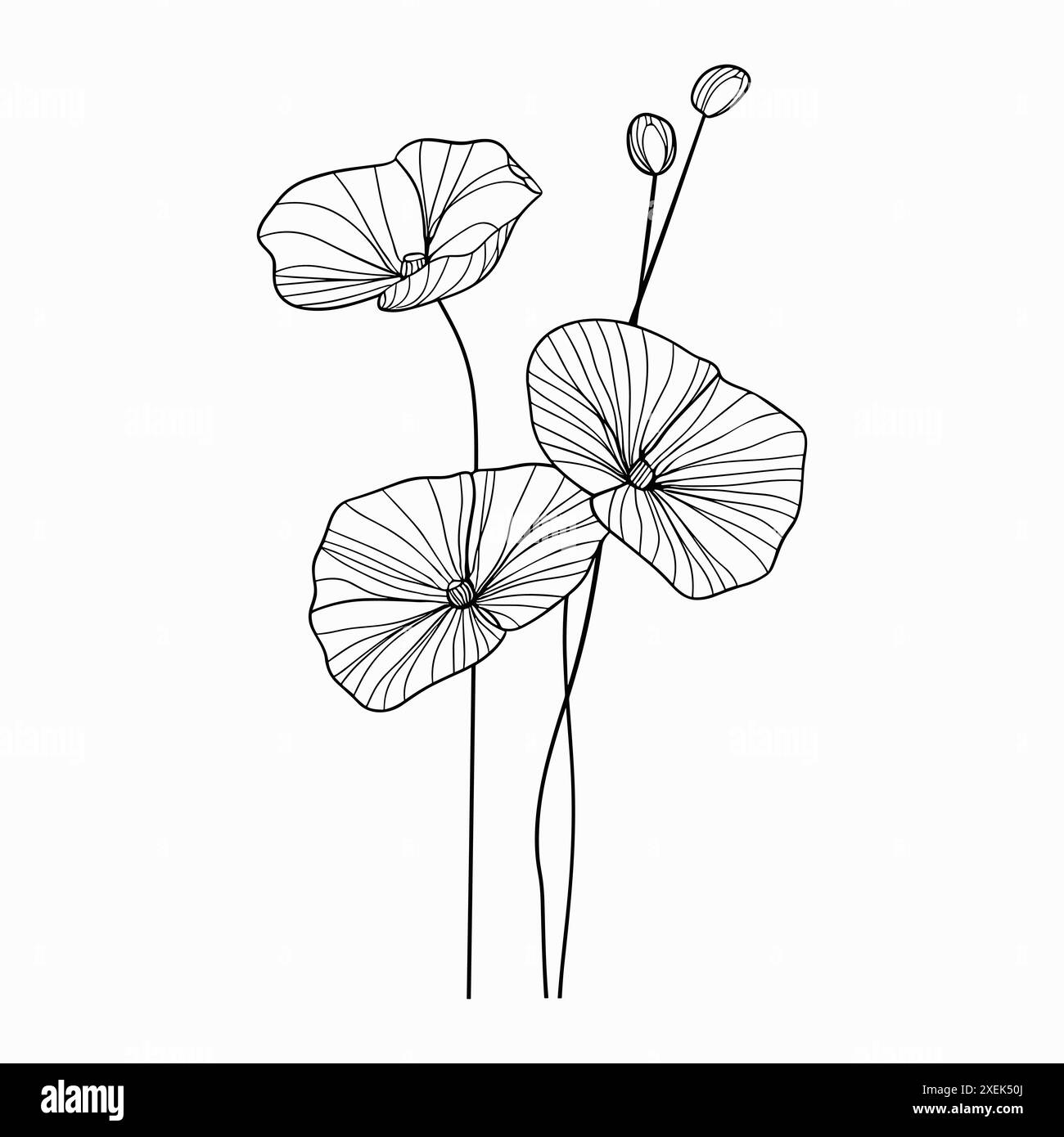 Asiatic pennywort Black and White Stock Photos & Images - Alamy