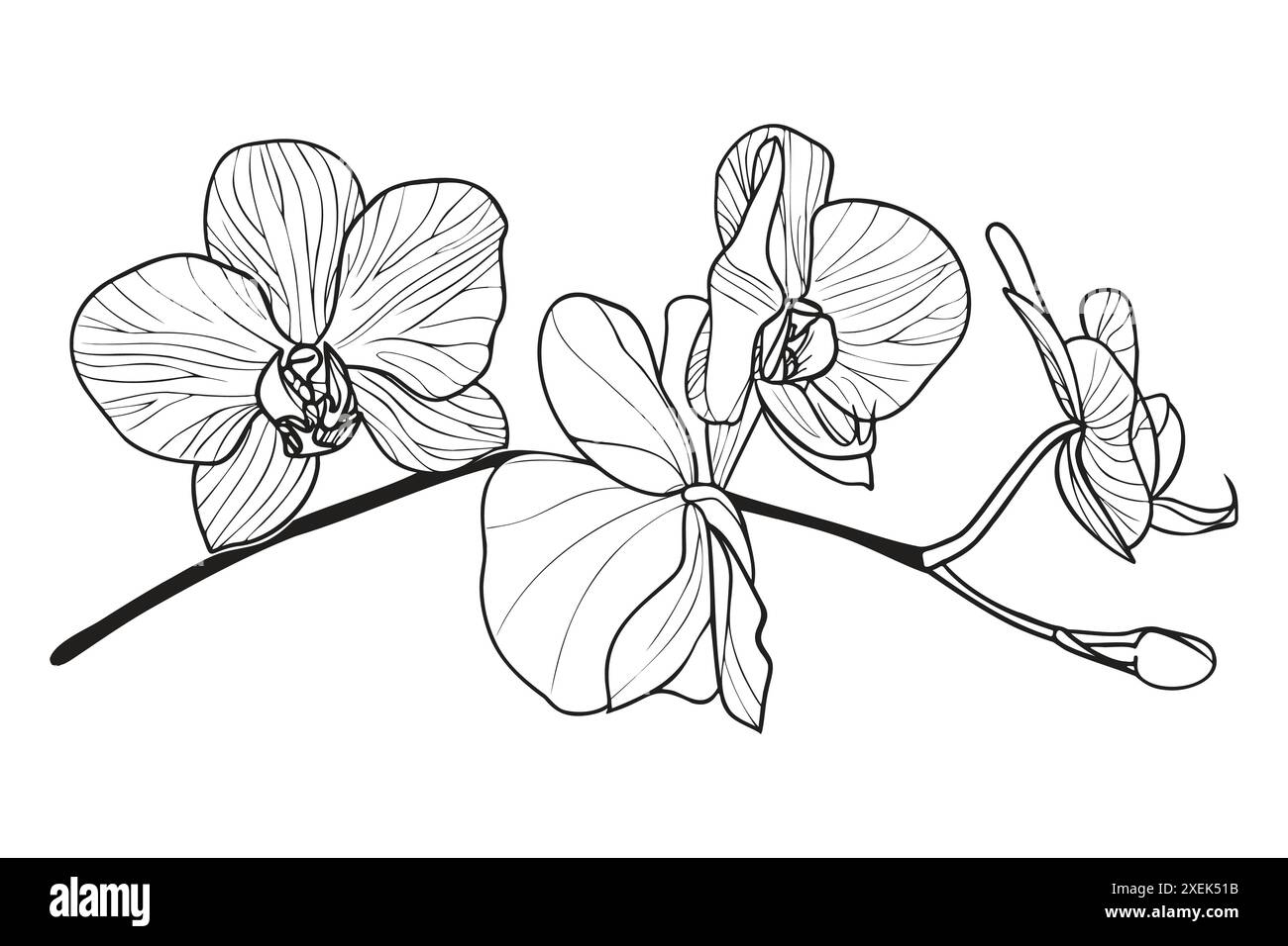 Orchid Drawings Outlines