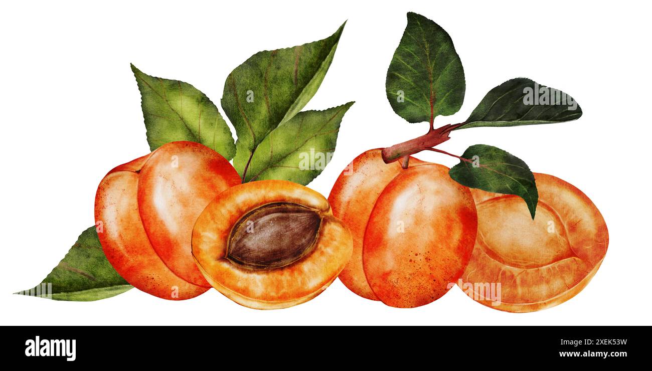 Apricot watercolor. Juicy composition hand drawing of ripe fruit. Clip ...