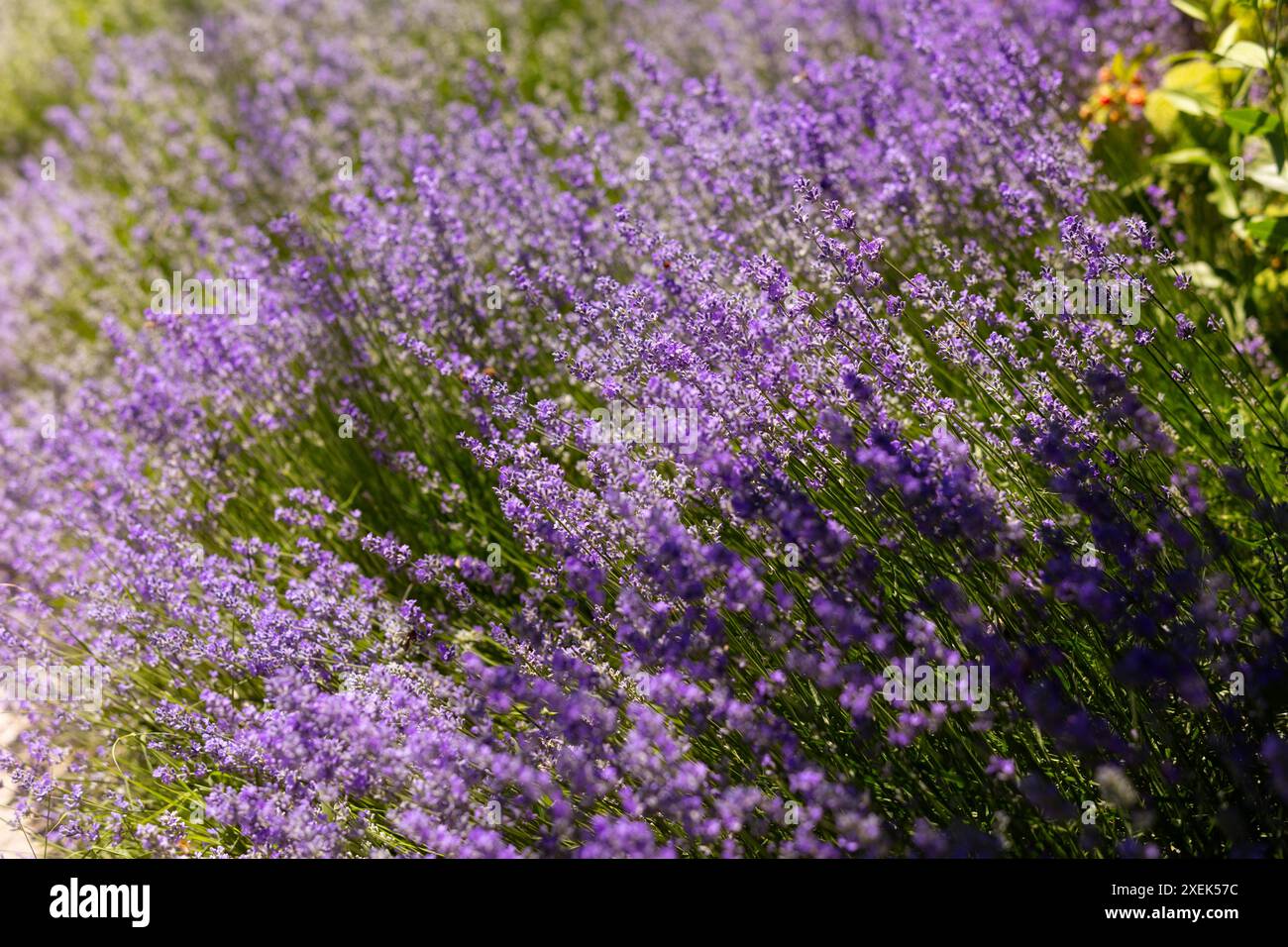 Flower field colors hi-res stock photography and images - Alamy