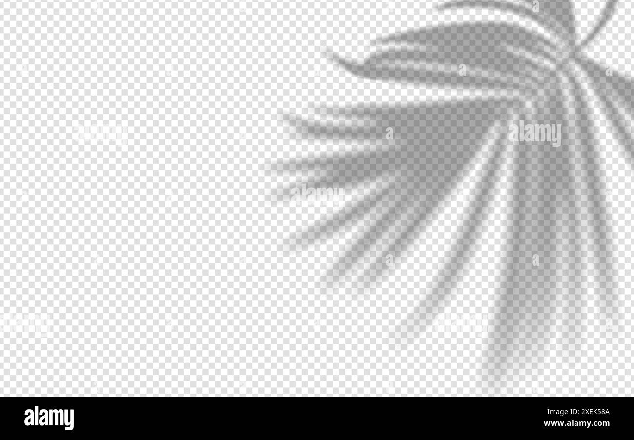 Shadow overlay from a palm tree branch isolated on a transparent ...