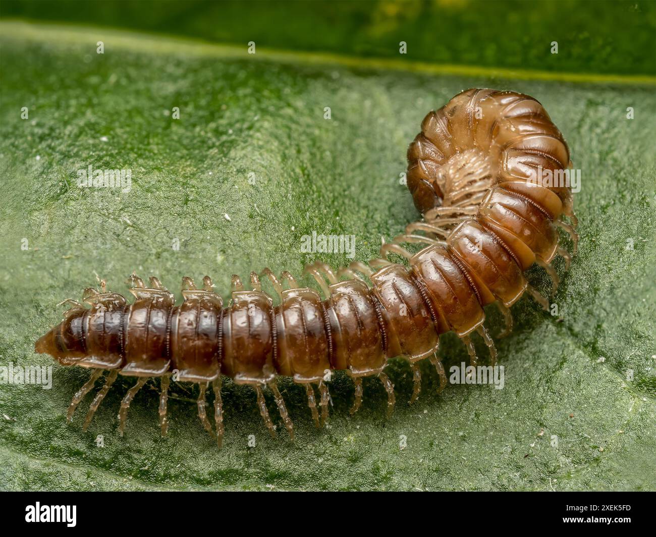 Long green centipede hi-res stock photography and images - Alamy